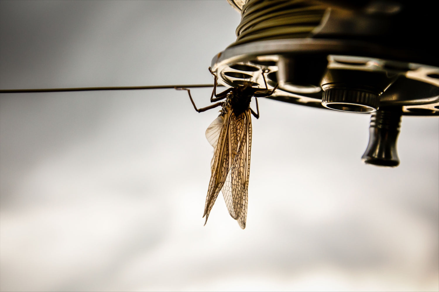 Back Cast Fly Co. – My Store